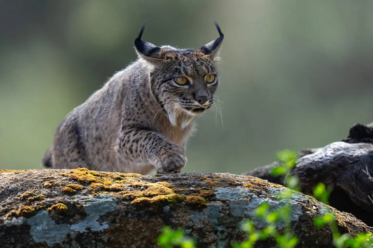 Iberische Lynx (individueel) | WildPixTravel.com
