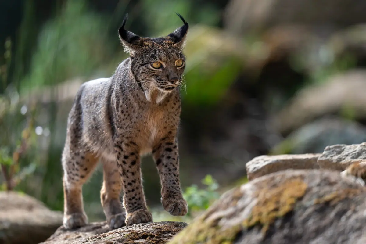 Iberische Lynx (individueel) | WildPixTravel.com