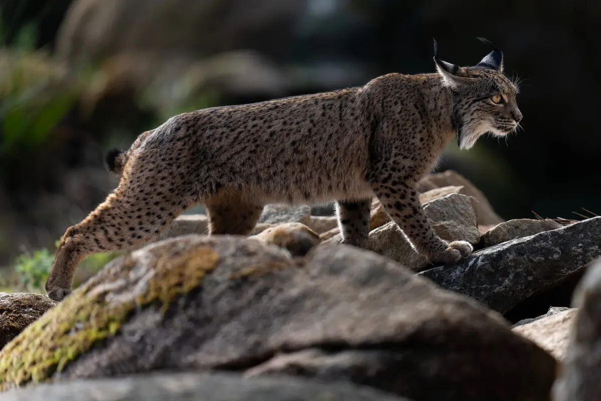 Iberische Lynx (individueel) | WildPixTravel.com