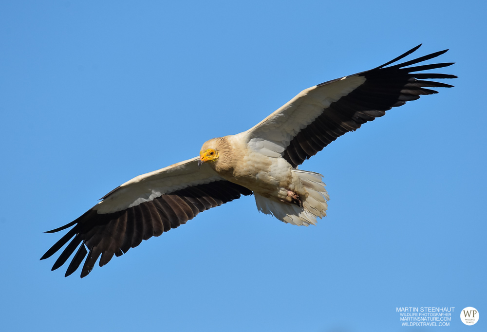 Machtige roofvogels Spanje | WildPixTravel.com