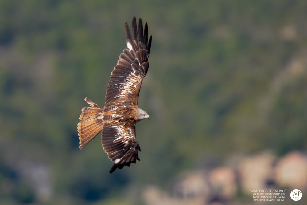 Machtige roofvogels Spanje | WildPixTravel.com