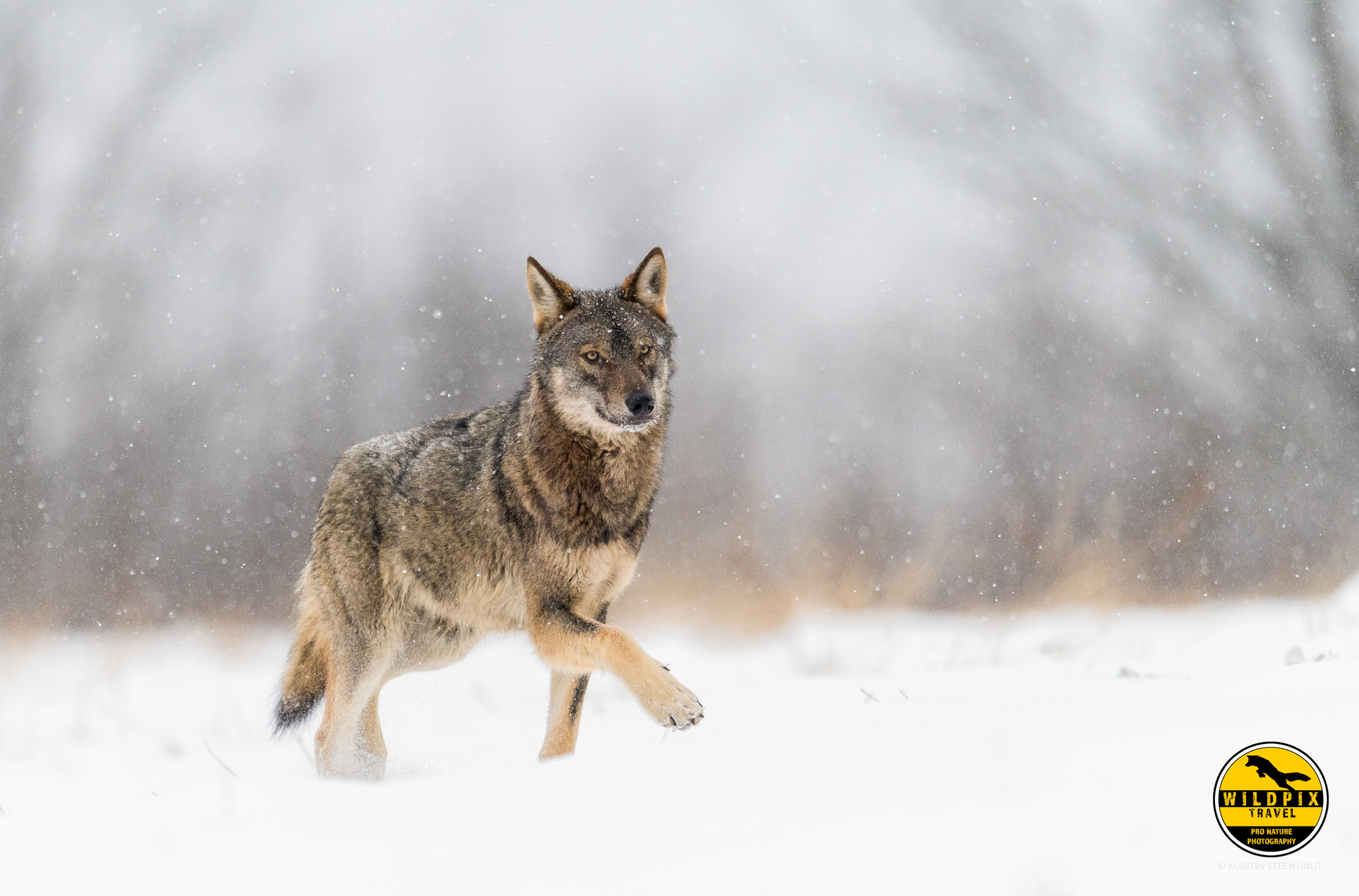 Winterse wolven | WildPixTravel.com