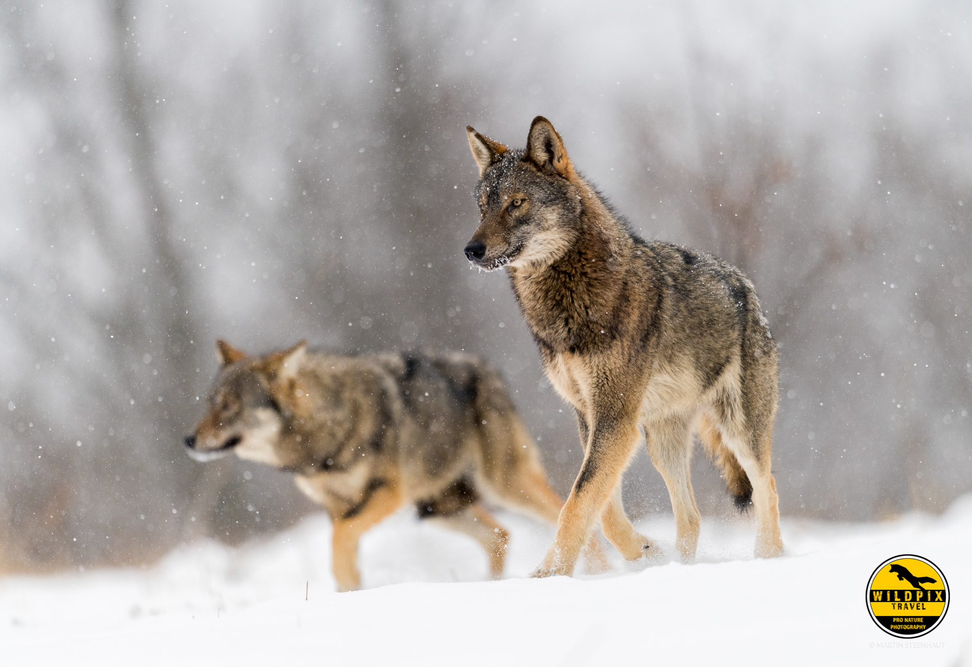 Winterse wolven | WildPixTravel.com