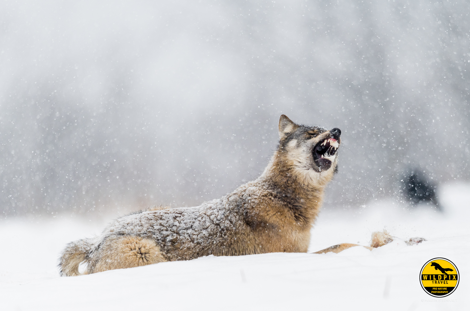 Winterse wolven | WildPixTravel.com