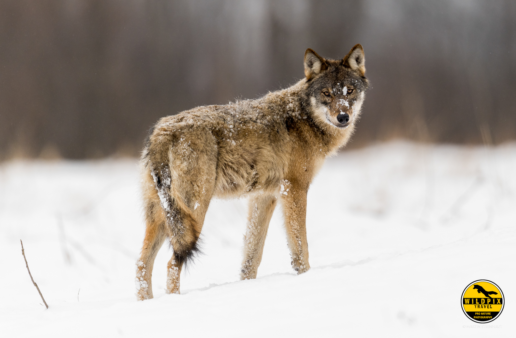 Winterse wolven | WildPixTravel.com