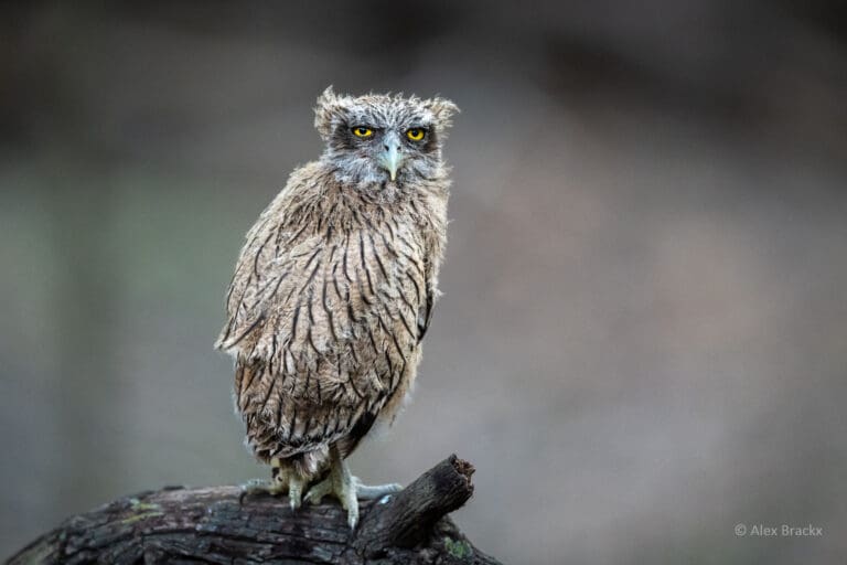 Wildpix Travel Fotoreizen | WildPixTravel.com